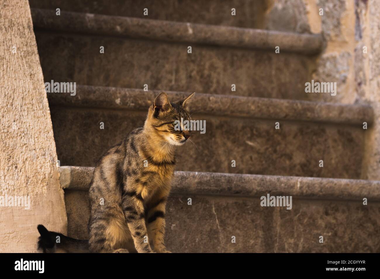 Famous Kotor cats who are very used to people, European old town in ...