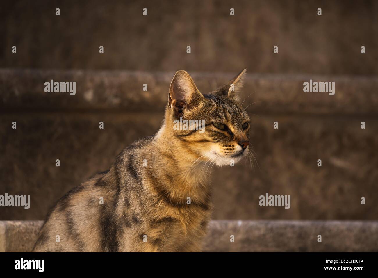 Famous Kotor cats who are very used to people, European old town in ...