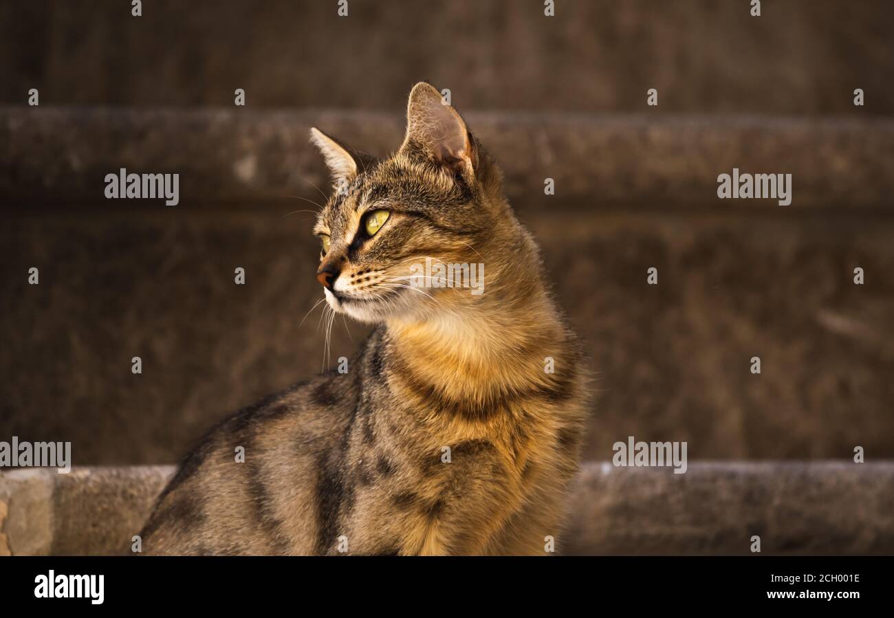Famous Kotor cats who are very used to people, European old town in ...