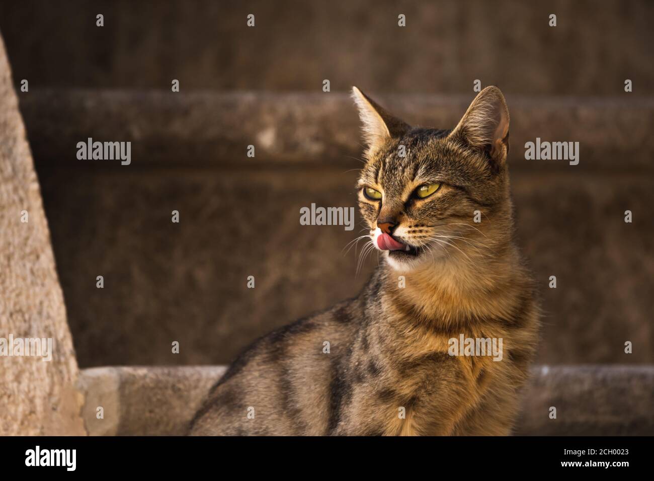 Famous Kotor cats who are very used to people, European old town in ...