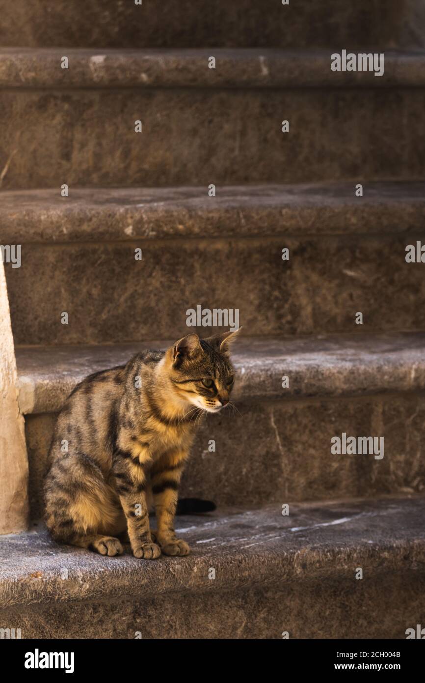 Famous Kotor cats who are very used to people, European old town in ...