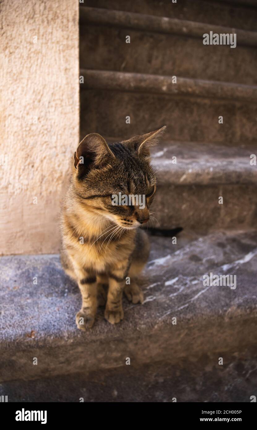Famous Kotor cats who are very used to people, European old town in ...