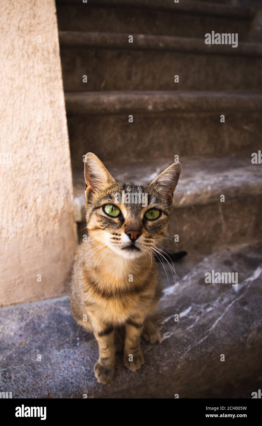 Famous Kotor cats who are very used to people, European old town in ...