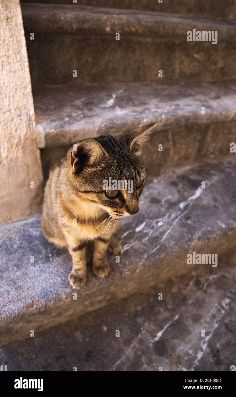 Famous Kotor cats who are very used to people, European old town in ...