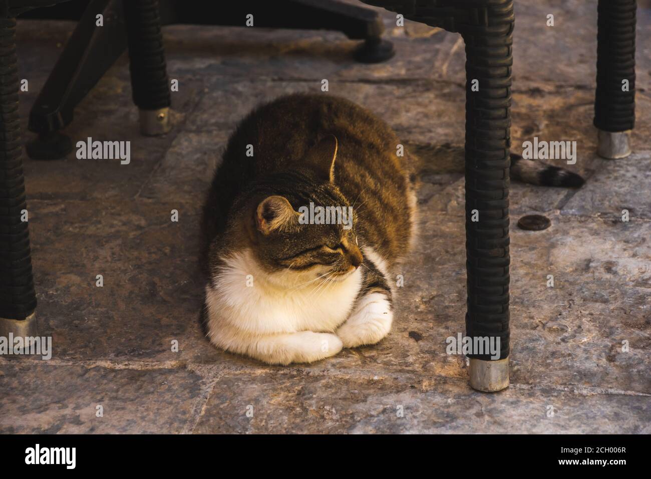 Famous Kotor cats who are very used to people, European old town in ...