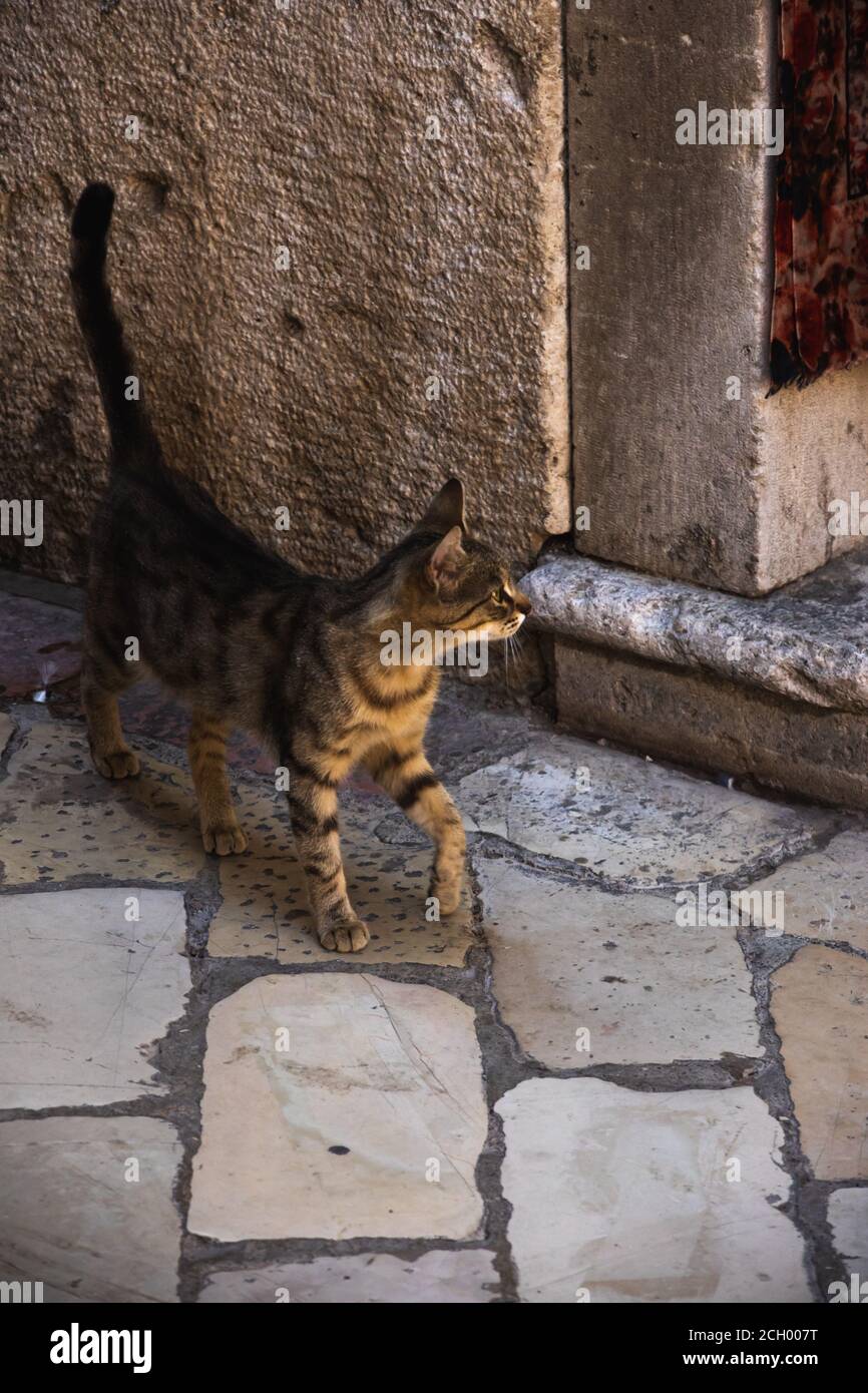 Famous Kotor cats who are very used to people, European old town in ...