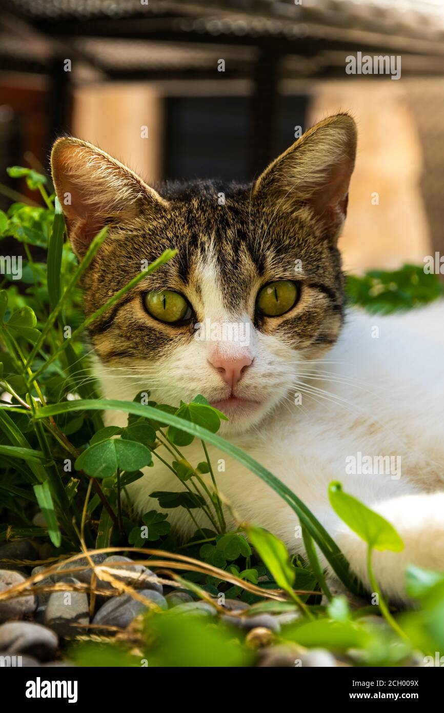 Famous Kotor cats who are very used to people, European old town in ...
