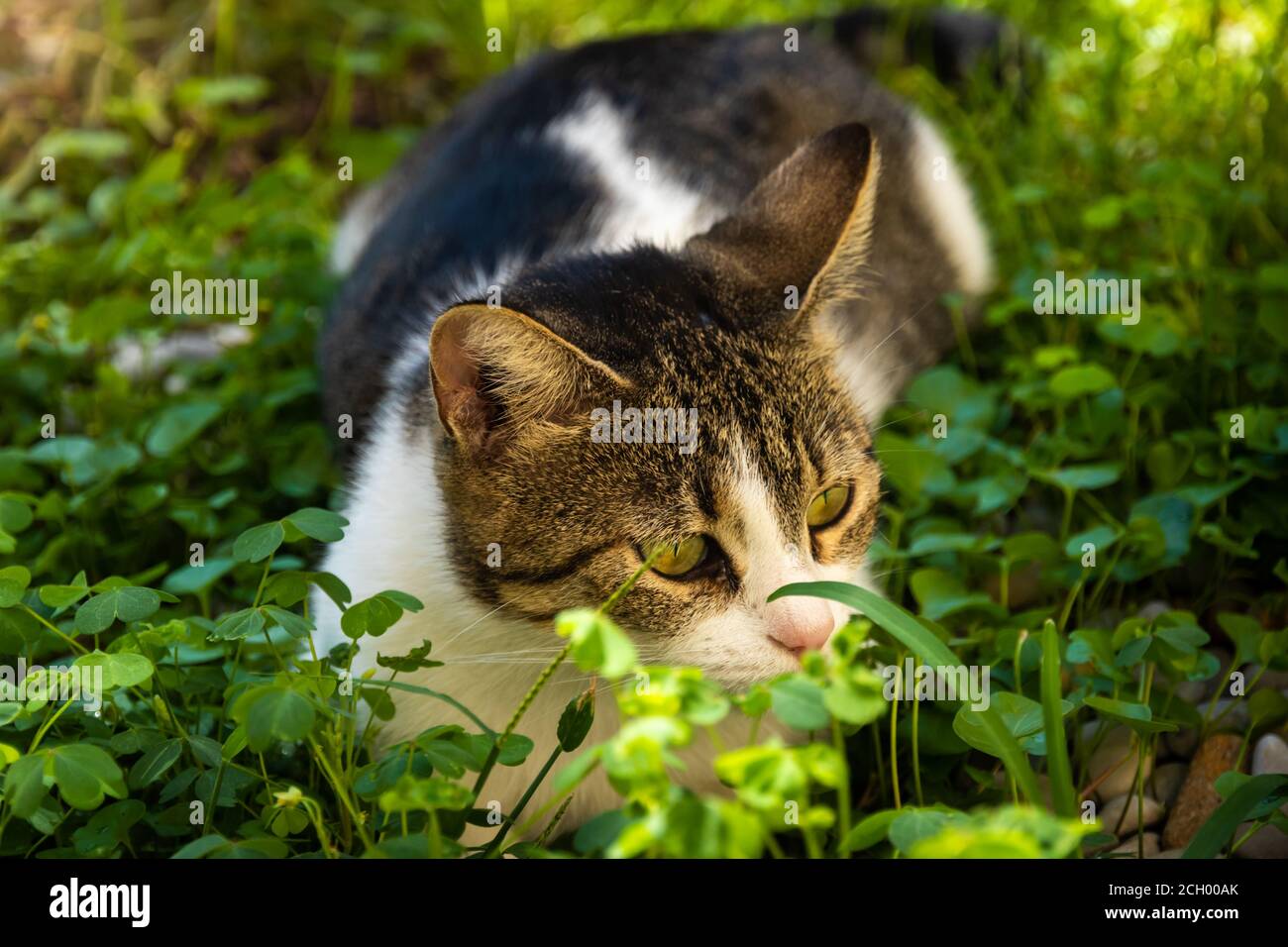 Famous Kotor cats who are very used to people, European old town in ...