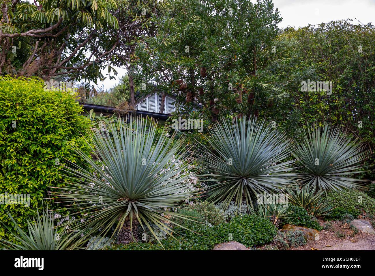 Australian Native Palm High Resolution Stock Photography and Images - Alamy