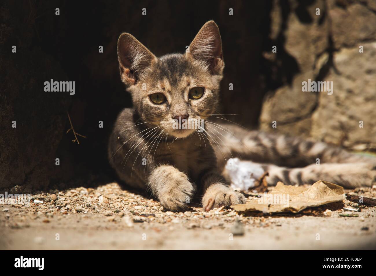 Famous Kotor cats who are very used to people, European old town in ...