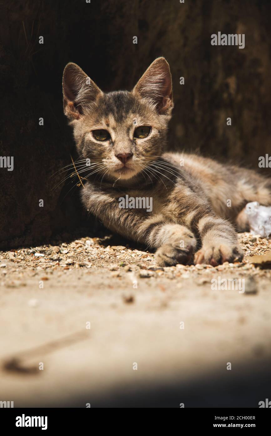Famous Kotor cats who are very used to people, European old town in ...
