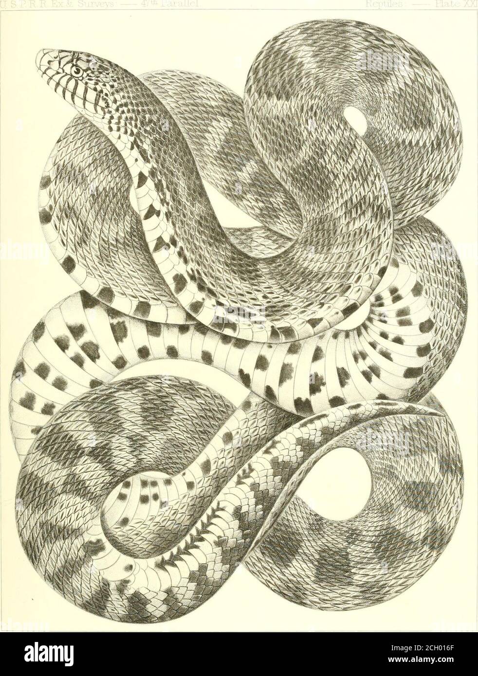 Oregon bull snake hi-res stock photography and images - Alamy