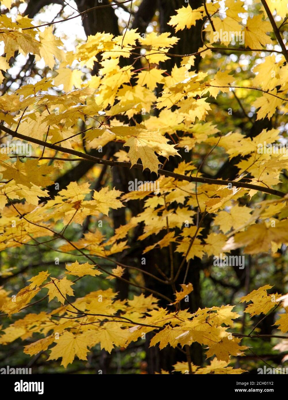 Golden maple leaves on a sunny autumn day Stock Photo - Alamy