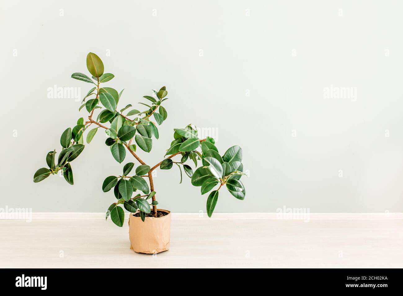 Ficus in home in flowerpot on white background. Modern minimalistic ...