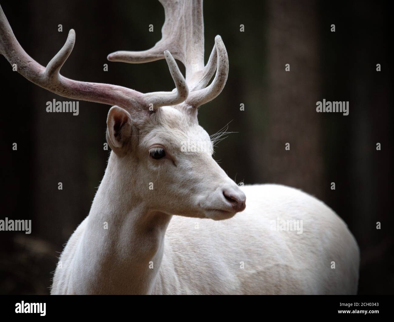 Albino fallow deer hi-res stock photography and images - Alamy