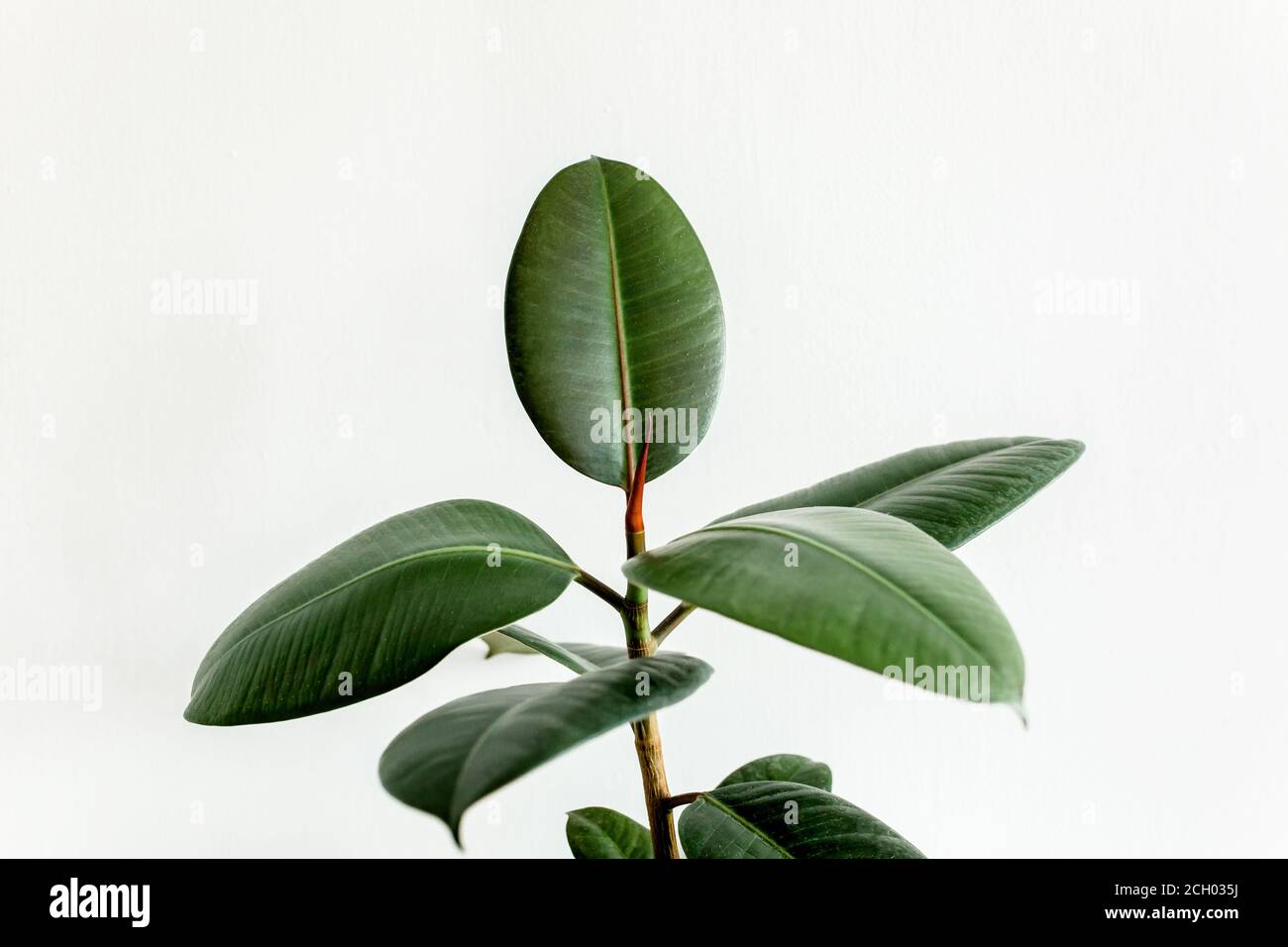 Home plant green leaf ficus benjamina, elastica on a light background ...