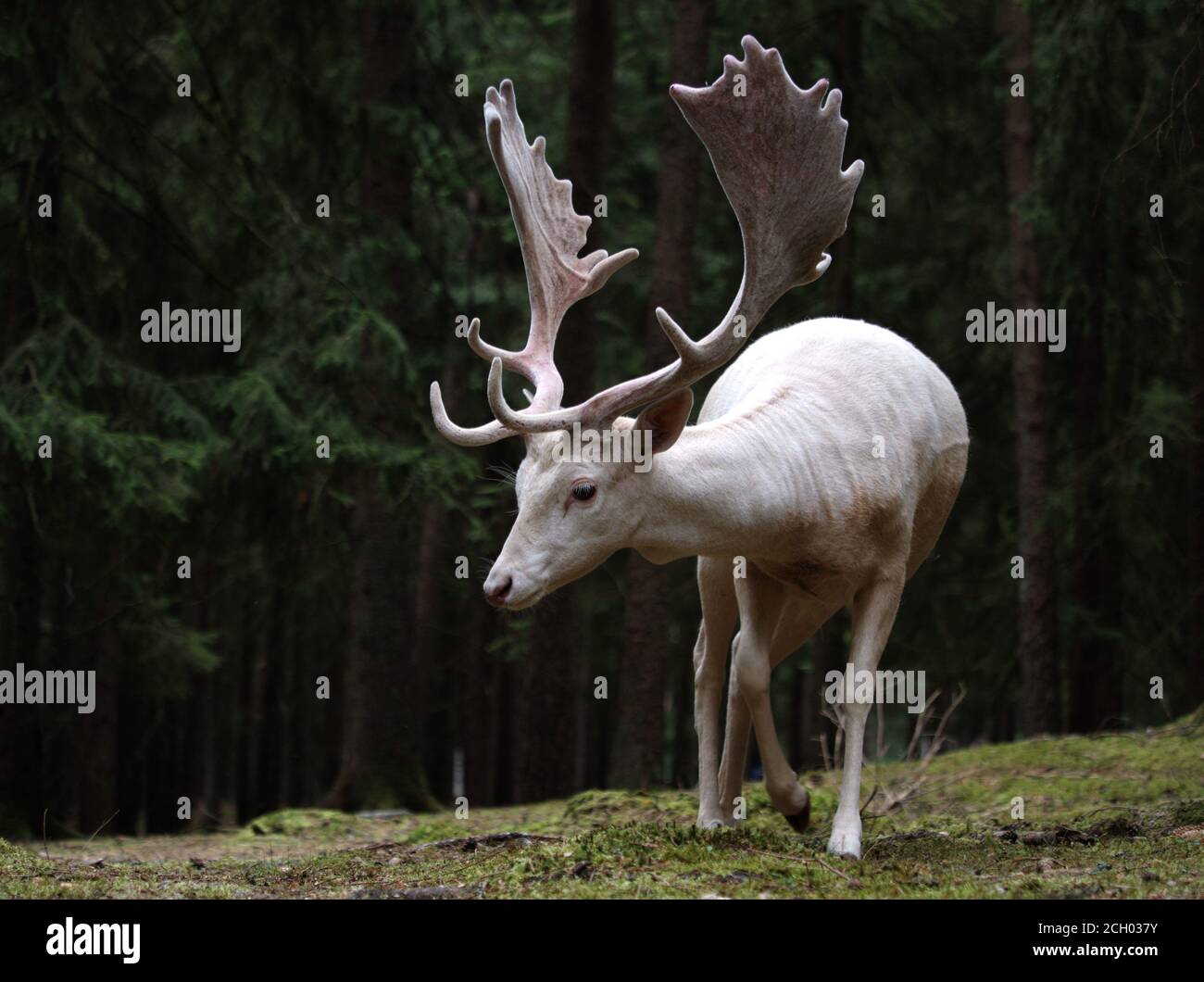 Albino fallow deer hi-res stock photography and images - Alamy