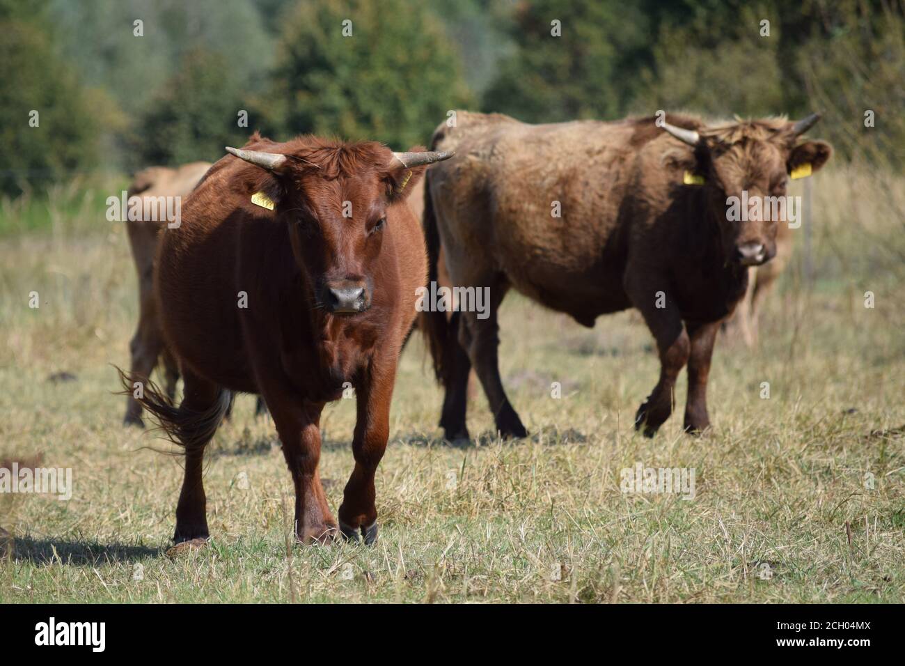 Breed dexter cattle hi-res stock photography and images - Alamy