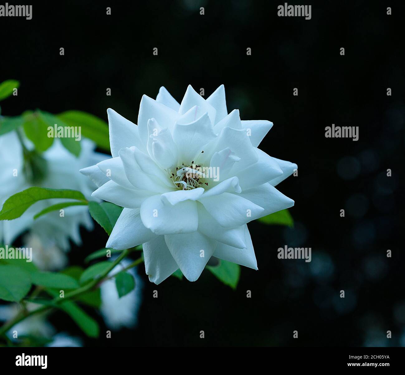 Iceberg rose - romantic beautiful pure snow white rose blooming - real ...