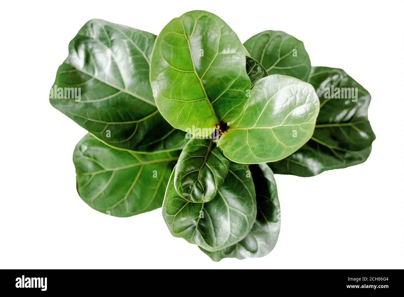 Home plant green leaf ficus benjamina, elastica on a white background ...