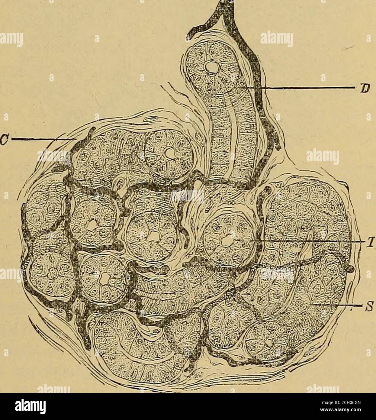 A practical treatise on diseases of the skin, for the use of students ...