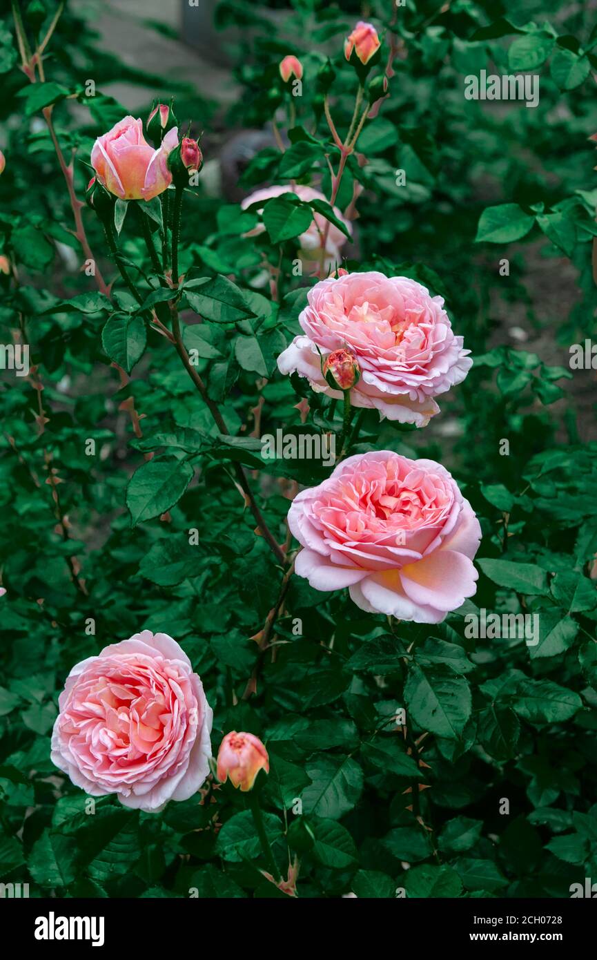 beautiful pink rose Bush in the garden. Luxury flowers in landscape ...