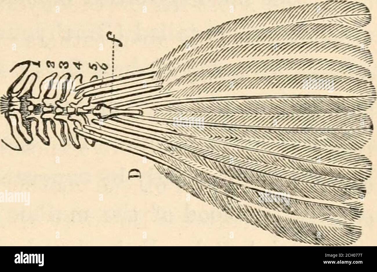 . Evolution and its relation to religious thought . Fig. 62.—Tail of ...