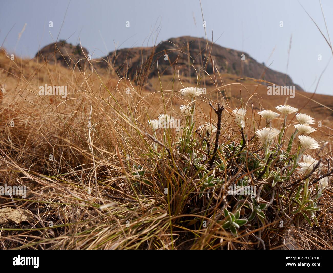 Floral journey hi-res stock photography and images - Alamy