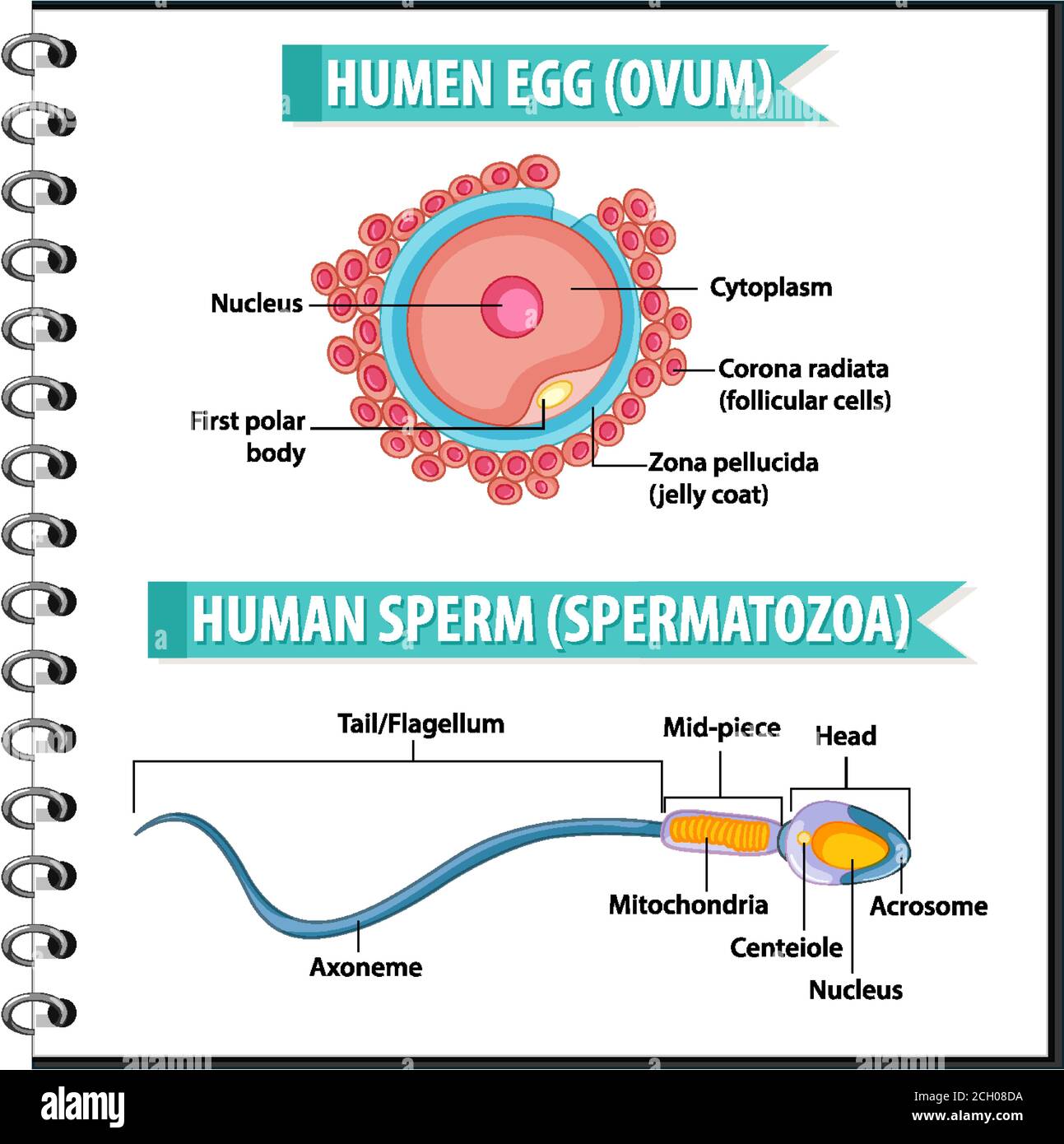 Human Egg or Ovum structure and Human Sperm or Spermatazoa for health ...