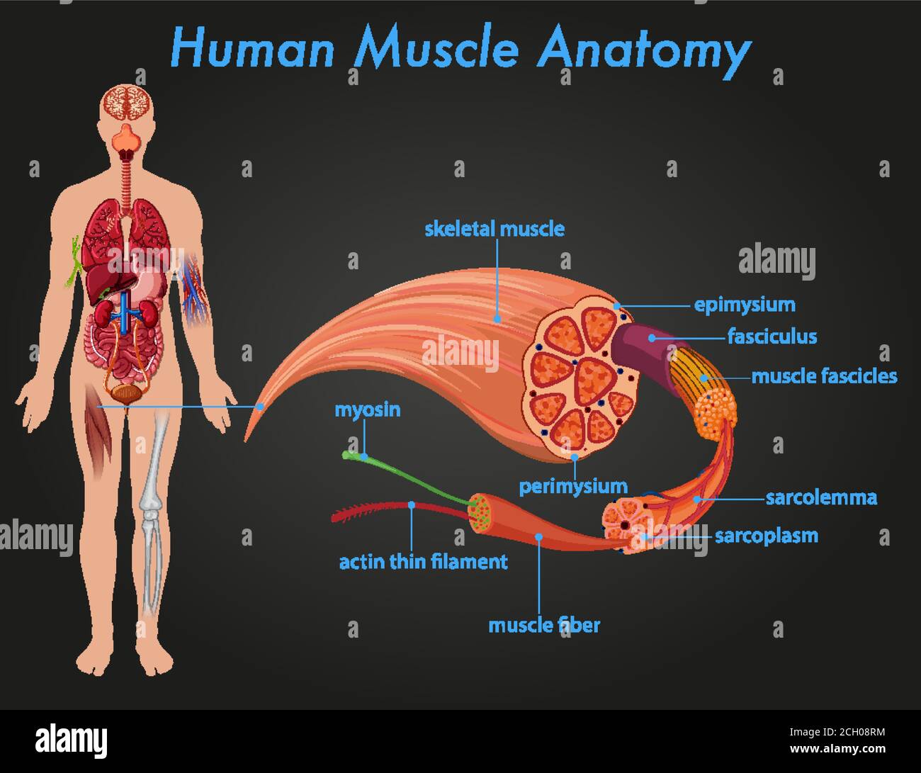 Human muscle anatomy education illustration Stock Vector Image & Art ...