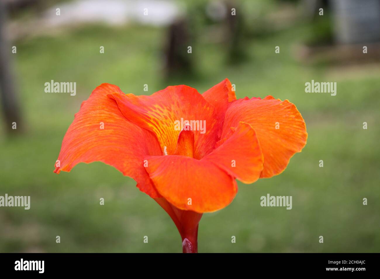 Orange red canna lily hi-res stock photography and images - Alamy