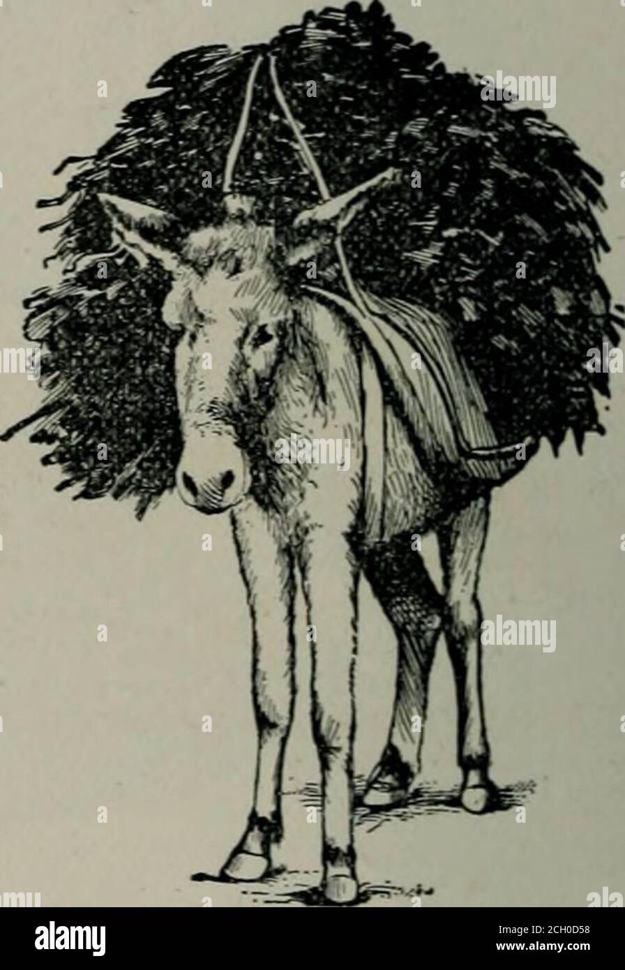 . The science of railways . A Mexican carrier.. A Mexican burro Stock ...