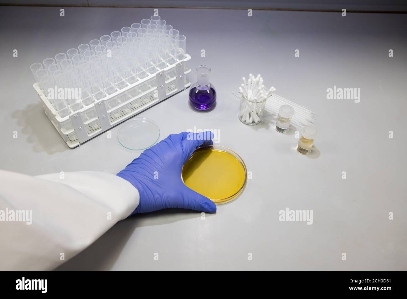 Microbiologist in a laboratory analysing bacteria samples on a plate ...