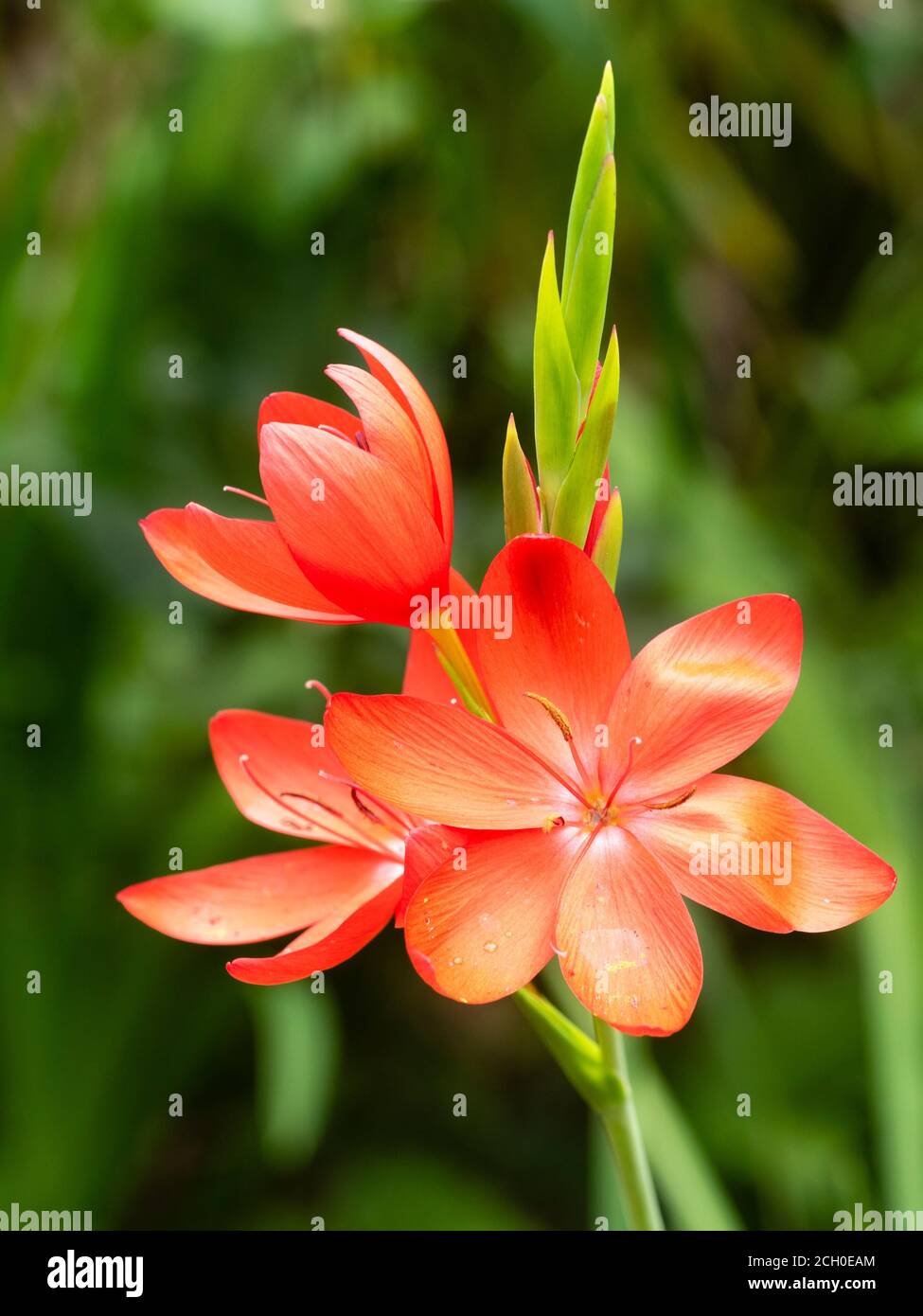 Red flower of the hardy perennial flag lily, Hesperantha coccinea ...