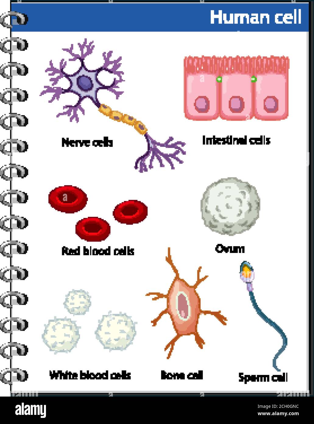 Information poster on human cells illustration Stock Vector Image & Art ...