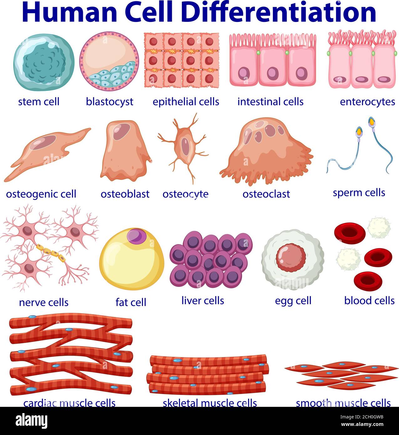 Information poster of cellular differentiation illustration Stock Vector Image & Art - Alamy
