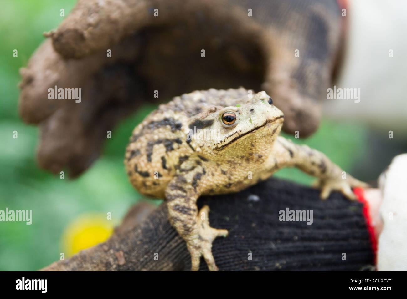 Big toad hi-res stock photography and images - Alamy