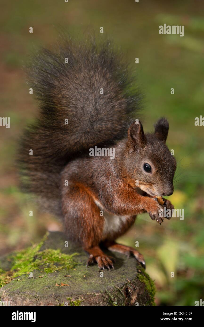 red fluffy squirrel nibbles nuts on a stump in the forest. Vertical ...