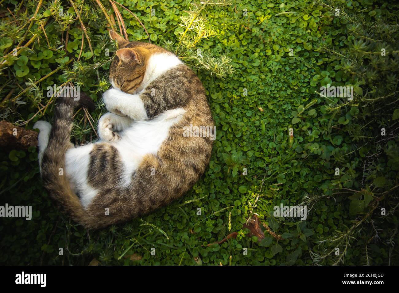 Famous Kotor cats who are very used to people, European old town in ...