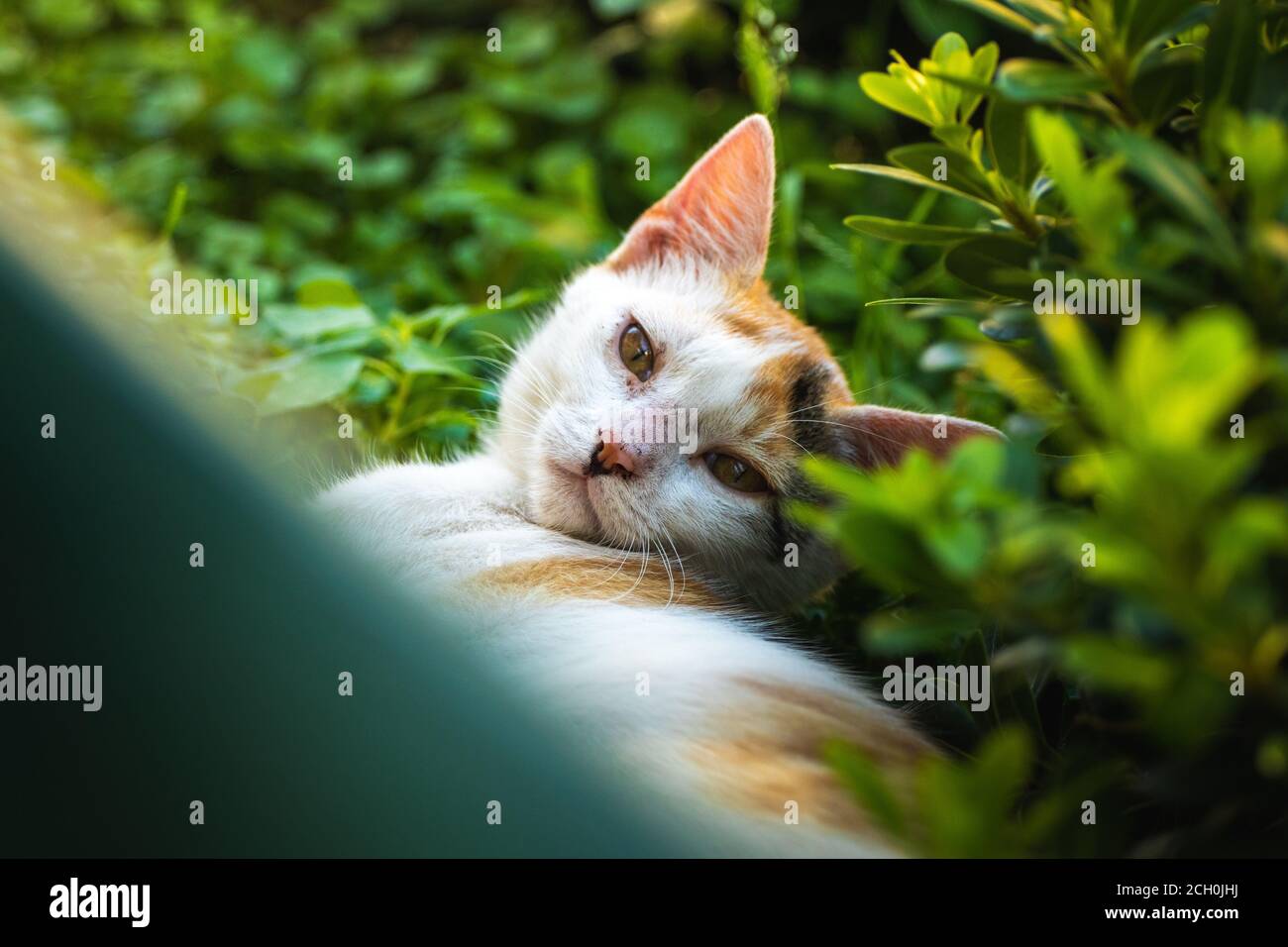 Famous Kotor cats who are very used to people, European old town in ...