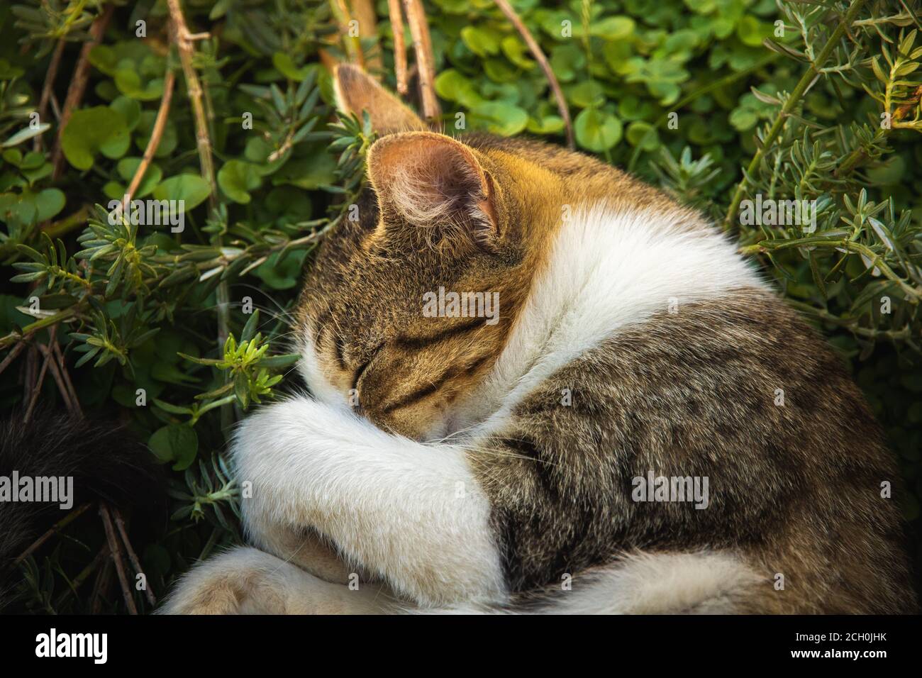 Famous Kotor cats who are very used to people, European old town in ...