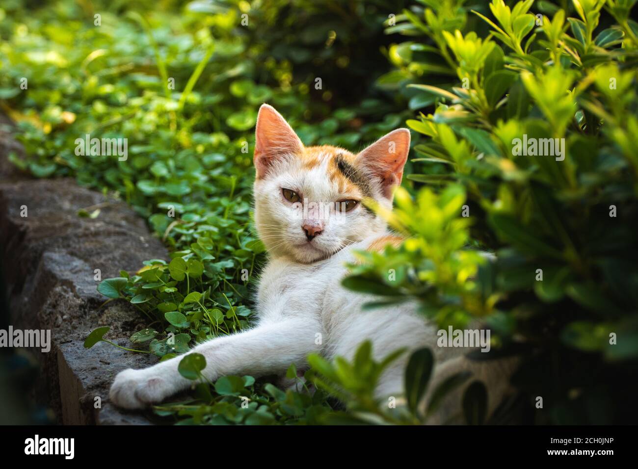 Famous Kotor cats who are very used to people, European old town in ...