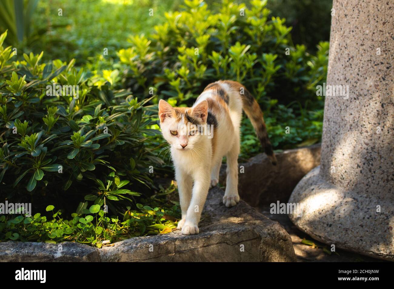 Famous Kotor cats who are very used to people, European old town in ...
