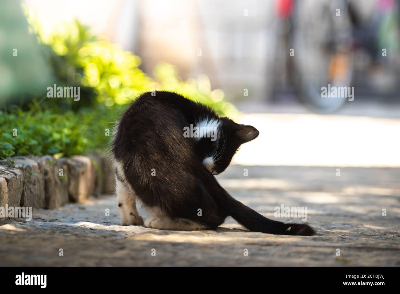 Famous Kotor cats who are very used to people, European old town in ...
