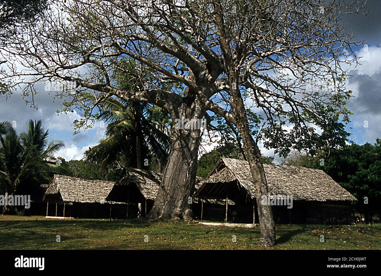 African straw huts under baobabs Stock Photo - Alamy