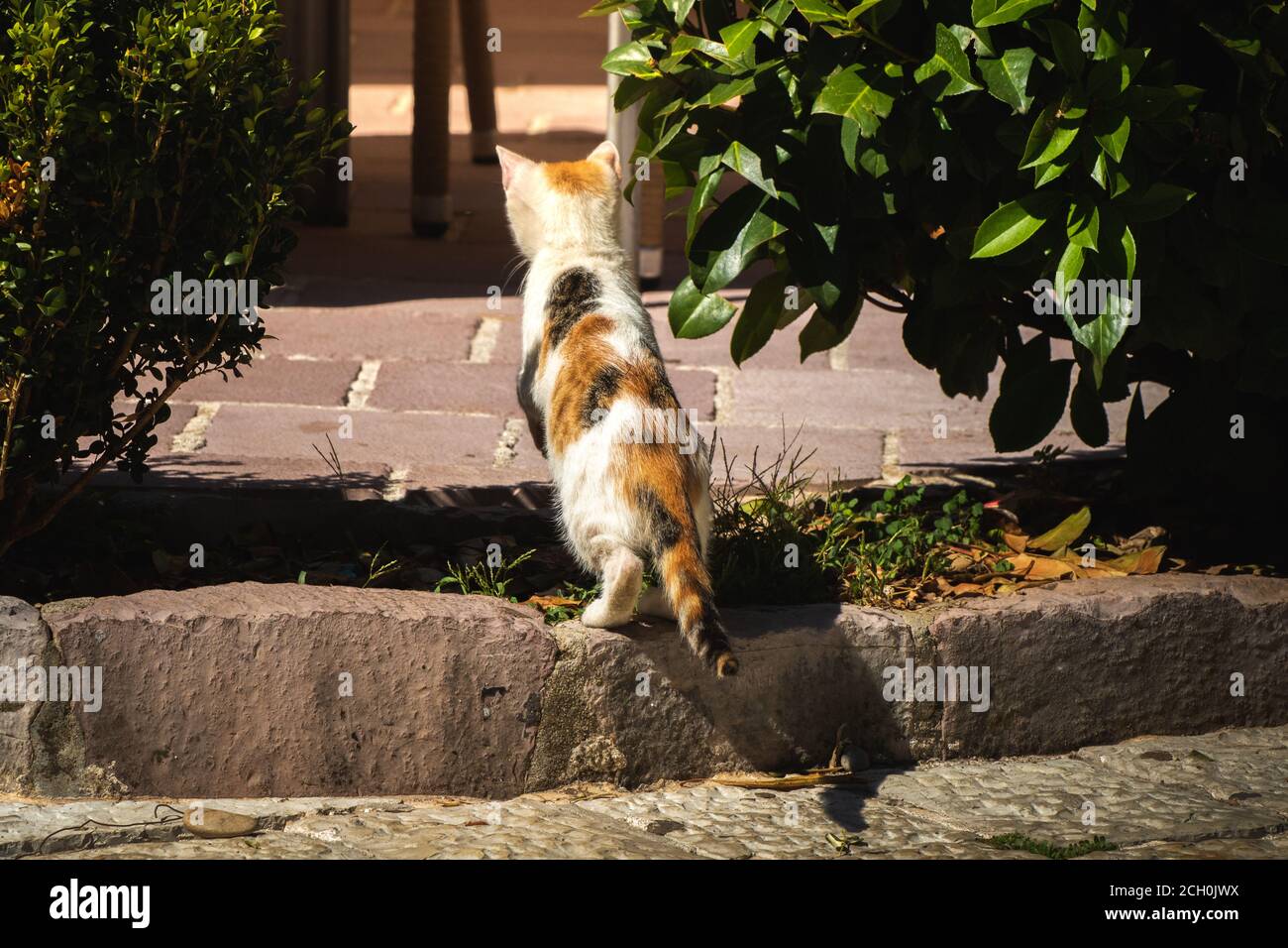 Famous Kotor cats who are very used to people, European old town in ...