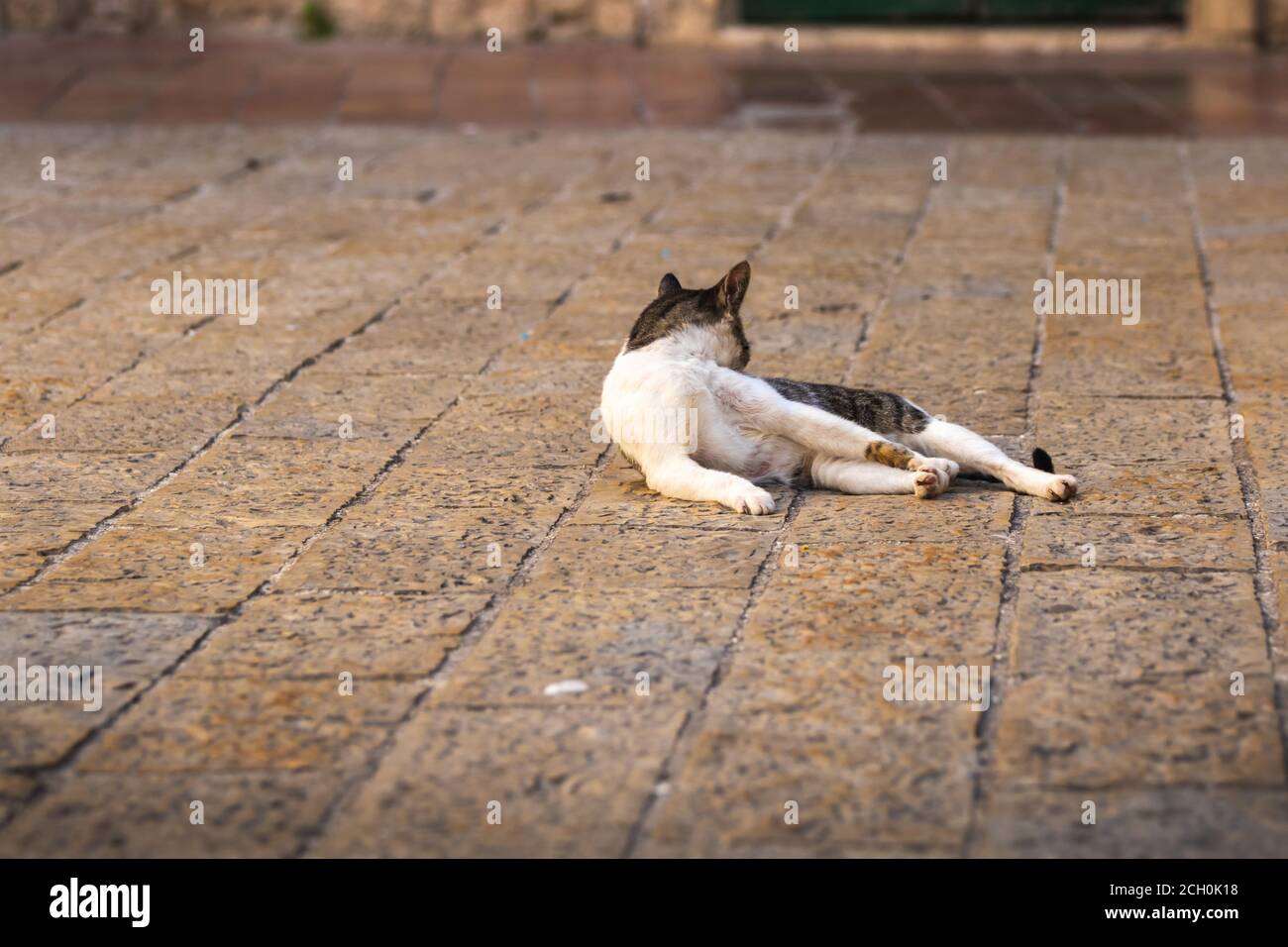 Famous Kotor cats who are very used to people, European old town in ...