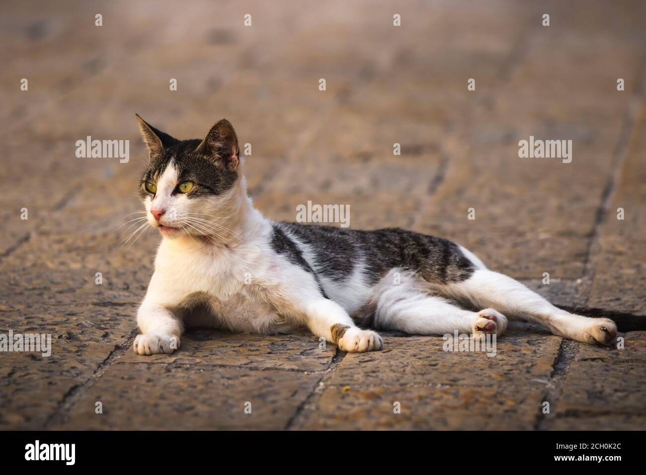 Famous Kotor cats who are very used to people, European old town in ...