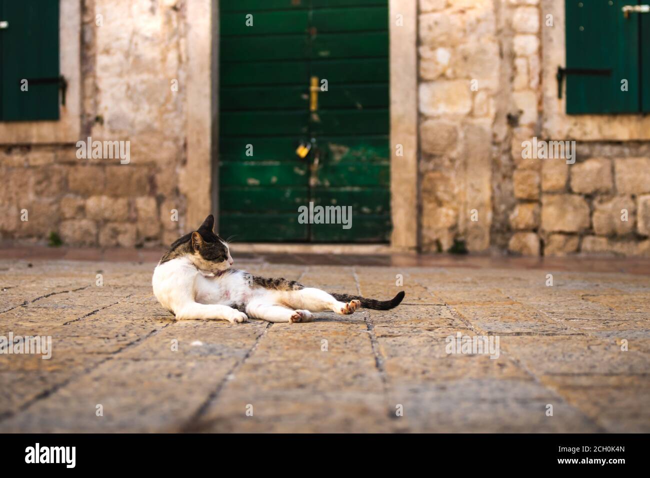 Famous Kotor cats who are very used to people, European old town in ...