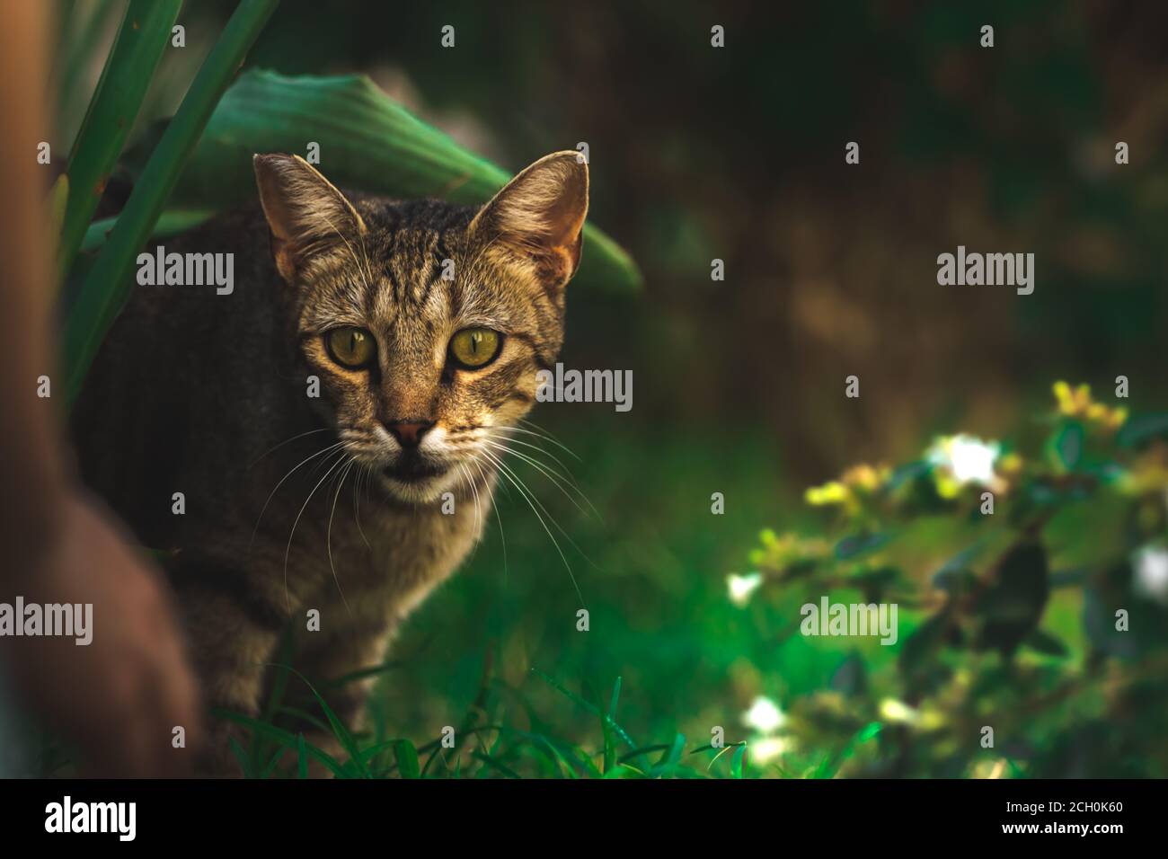 Famous Kotor cats who are very used to people, European old town in ...